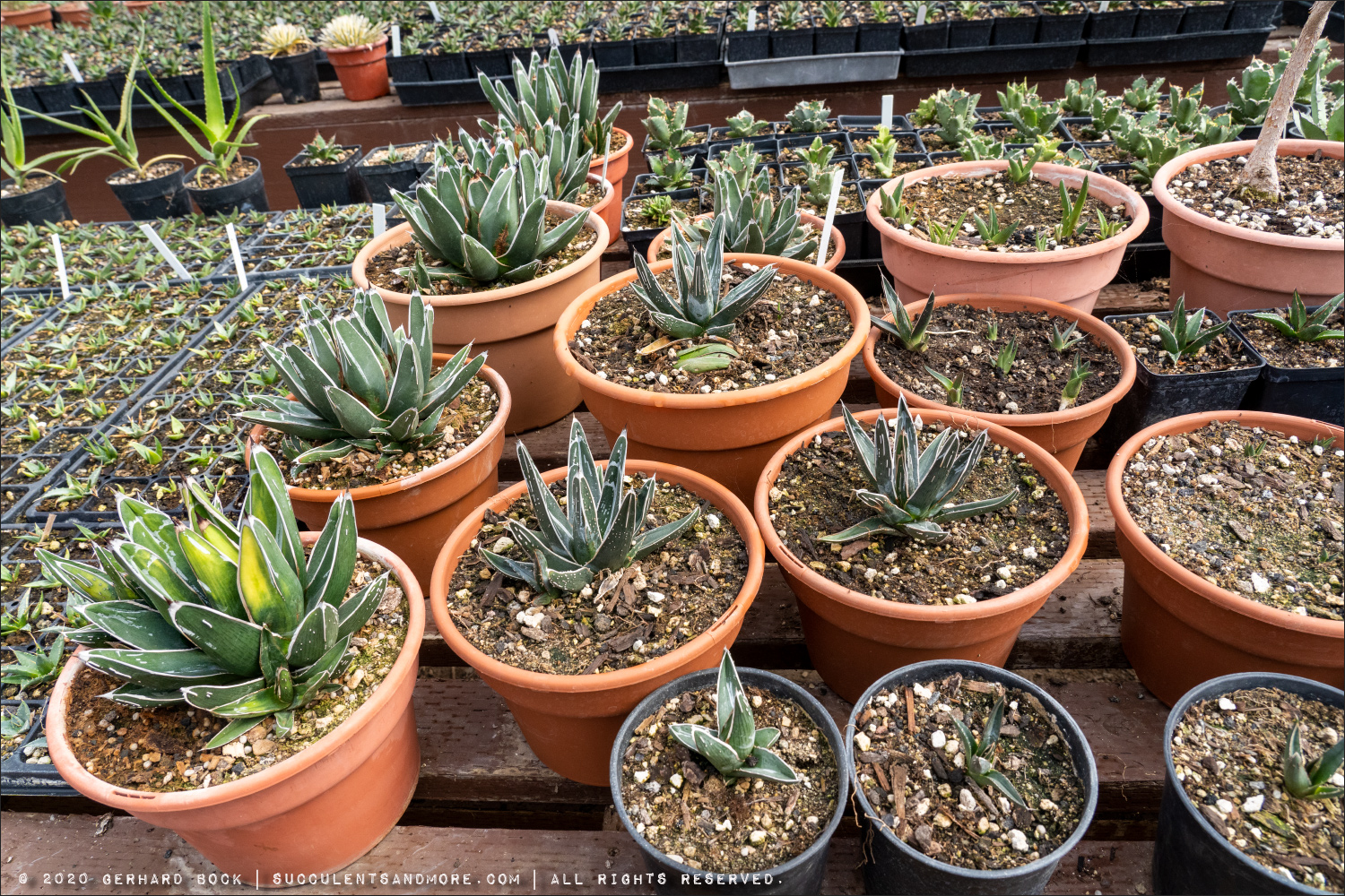 Jeremy Spath's Hidden Agave Ranch: the greenhouse