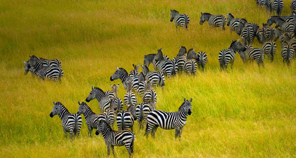 fotografias: Zebra herd in Masai Mara National Reserve in Kenya ...