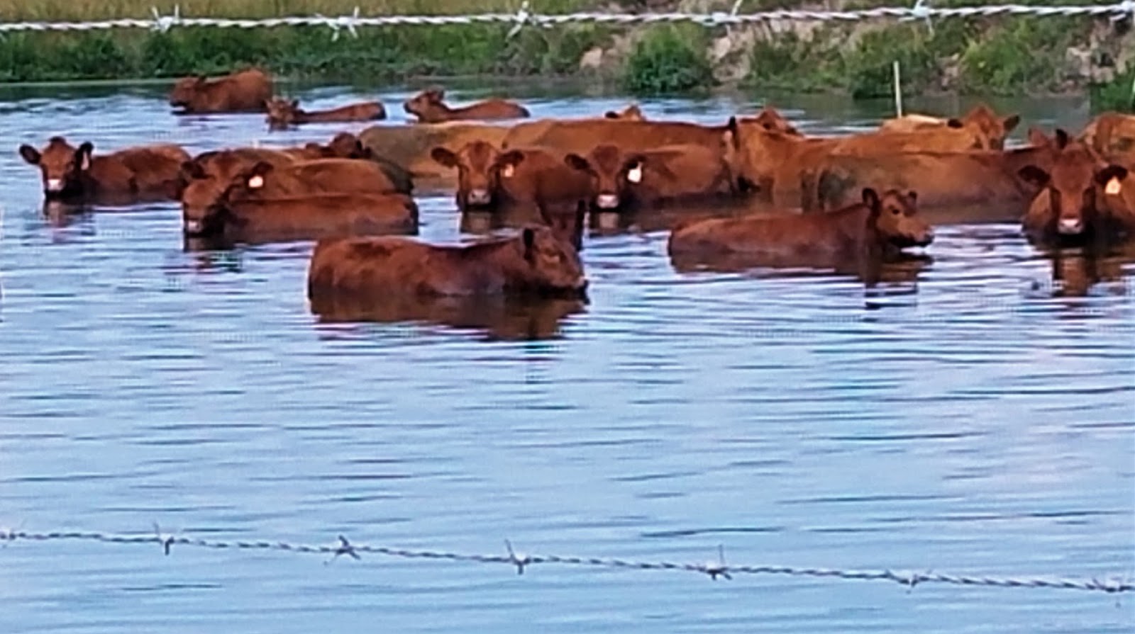 The Cooler Side of My Pillow: Cow Swimming Pool