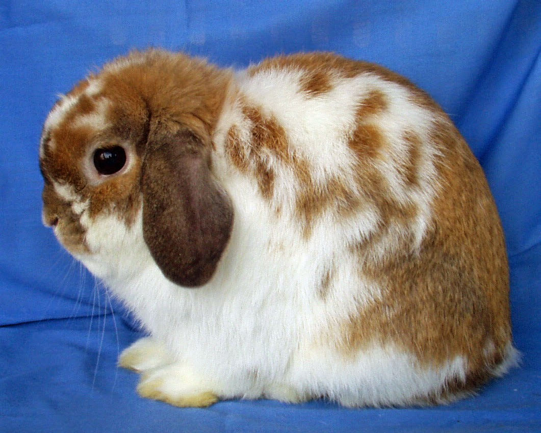 PINK BUNNIES: AMERICAN FUZZY LOPS