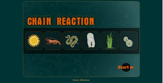 Food Chain & Food Web ?: Games