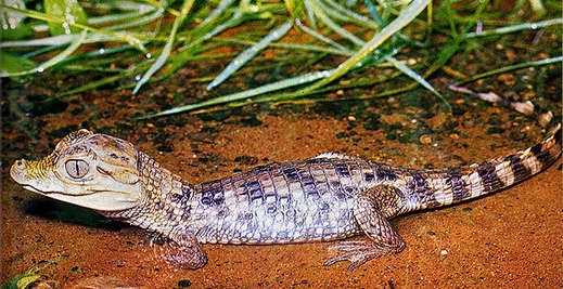 Kaimane - Reptilien und Terraristik - Blog