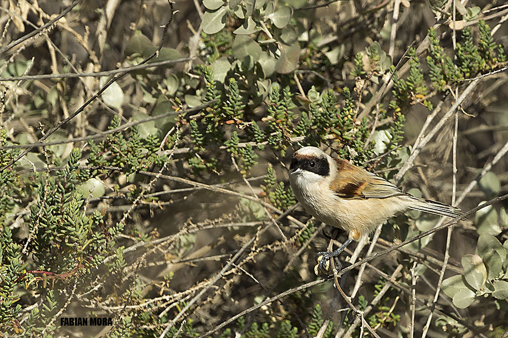 FOTO DE NATURALEZA FABIAN - MORA: Pajaro moscon (Remiz Pendulinus)