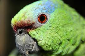 BIRD'S Eye Disorders