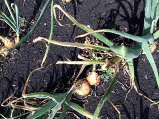 Antraknos atau Melintir pada Bawang Merah, Cegah dari Bibit