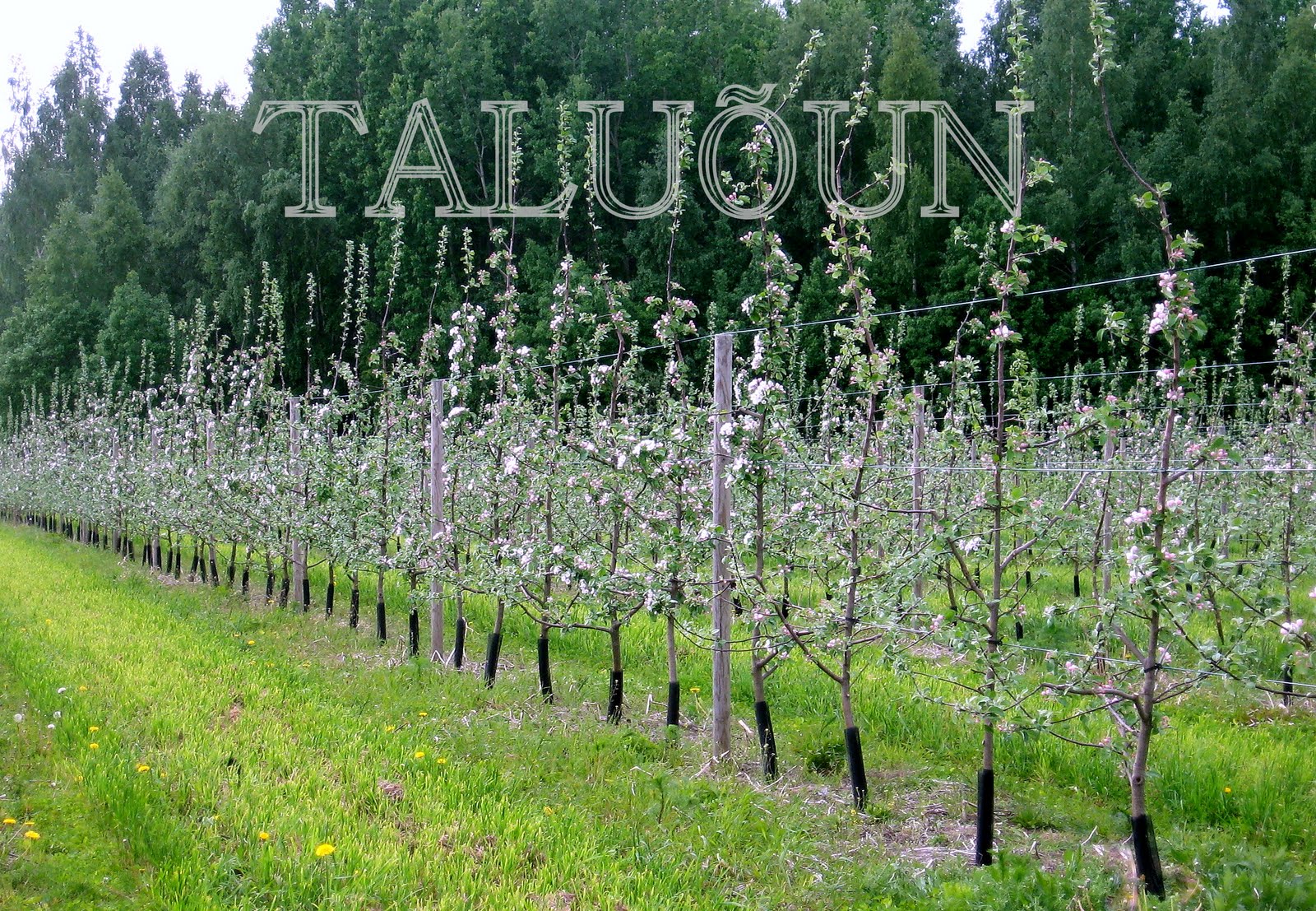 Kevad 2011 Halika talus ja õunaaias. - Halika Õunatalu: Puhas Eesti ...