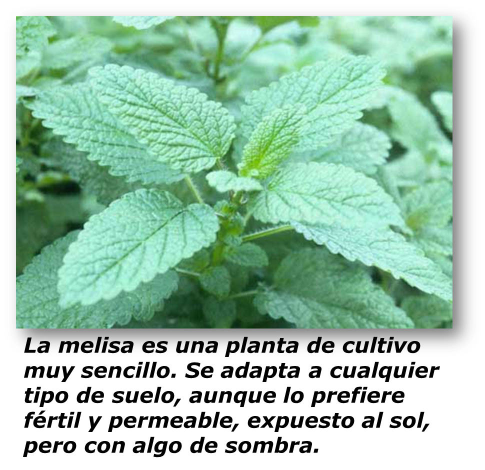 CURATIVO Y NATURAL !! : TORONGIL parte 1 HIERBAS