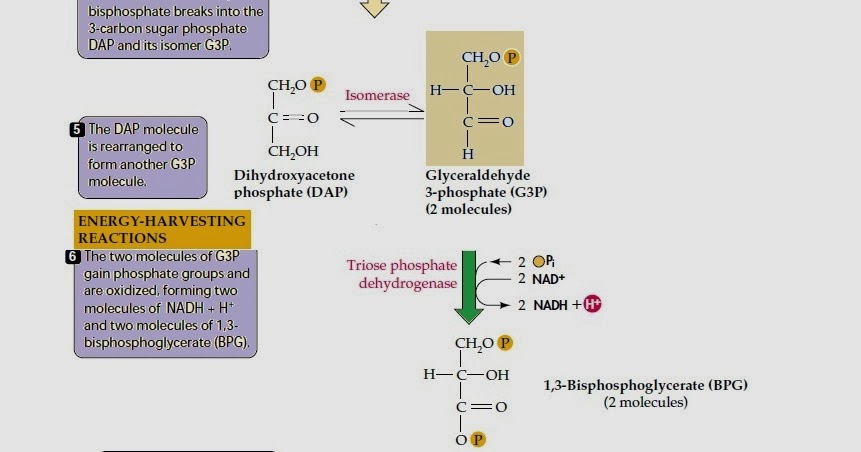 Animation of glycolysis pathway