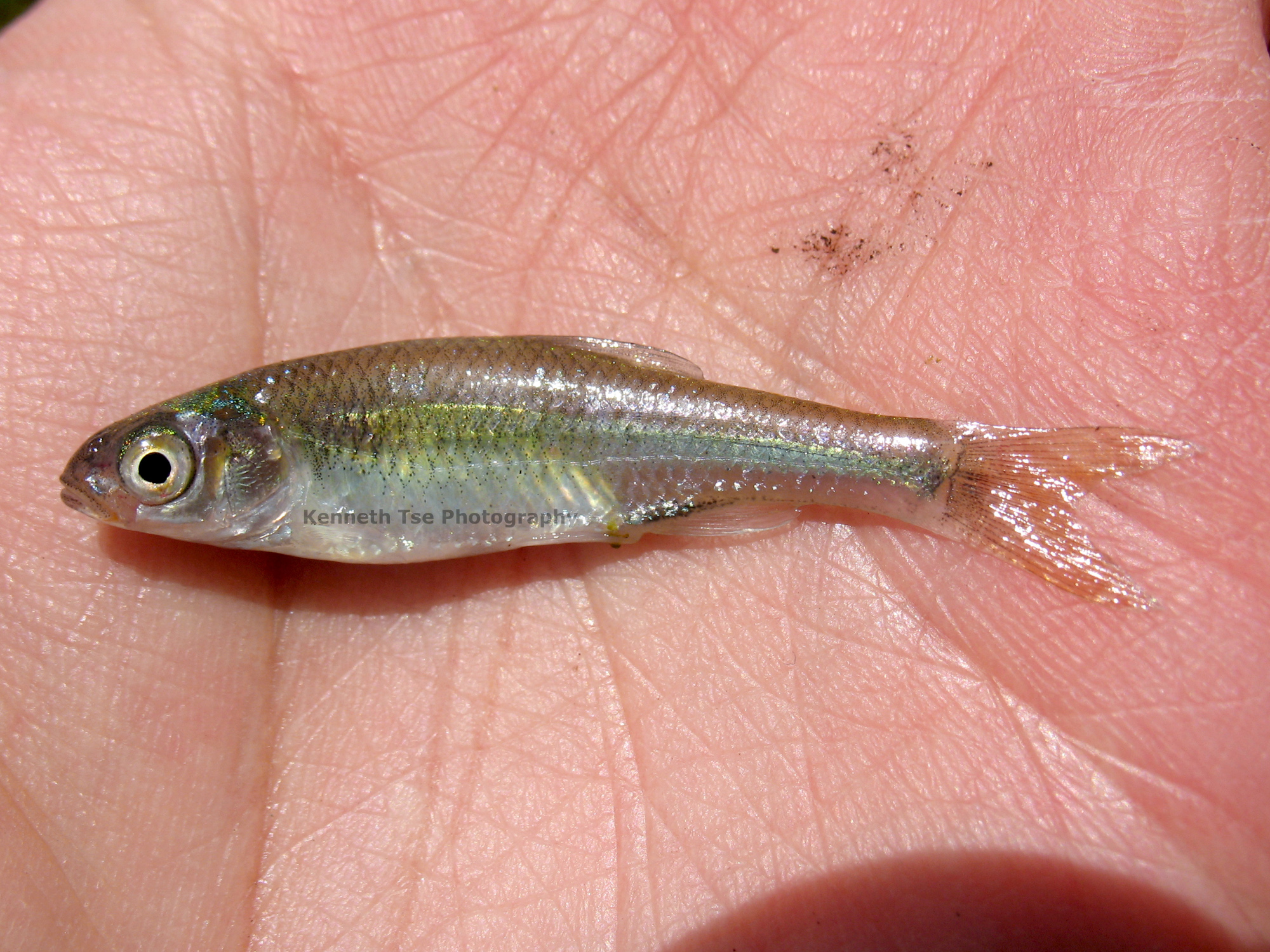 MuskieBait Adventures: Lifelist