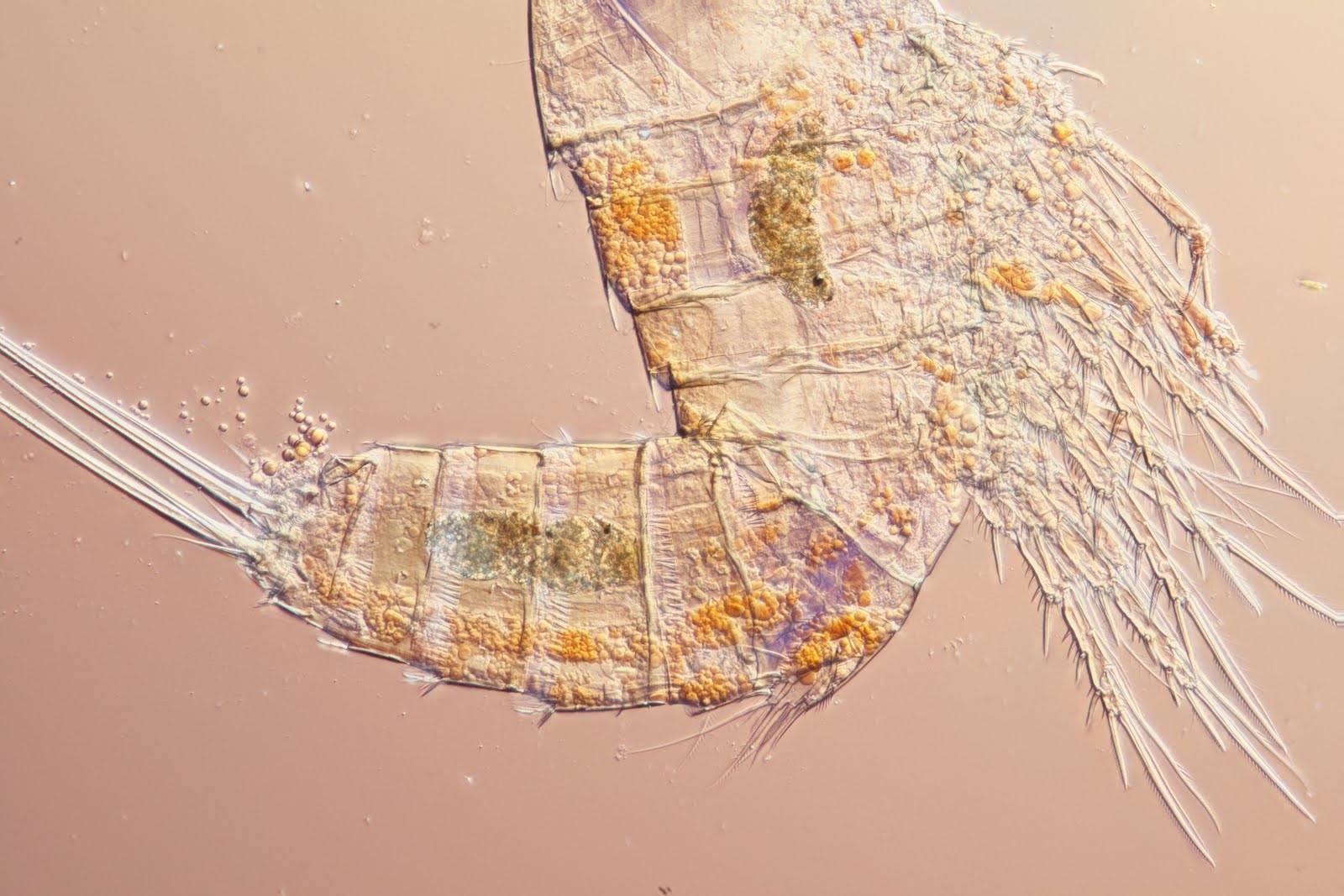 Rafael Microfauna Marina: Benthic Copepod (Harpacticoida)