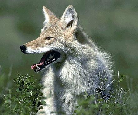 ANIMALS PLANET: Wild Animals