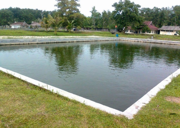 Banua Ikan: Jenis Kolam Berdasar Proses Budidaya dan Fungsinya