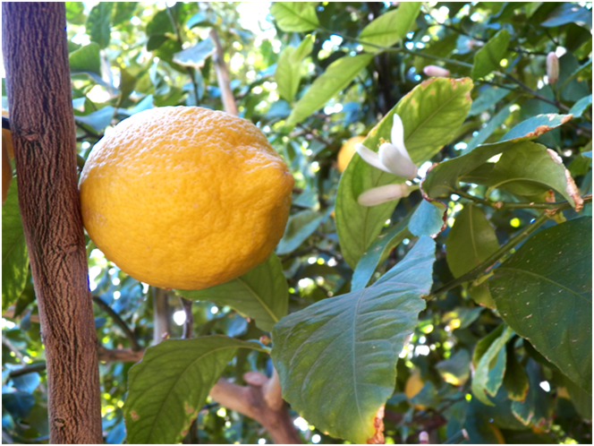 Aunt Debbi's Recipes: 2012