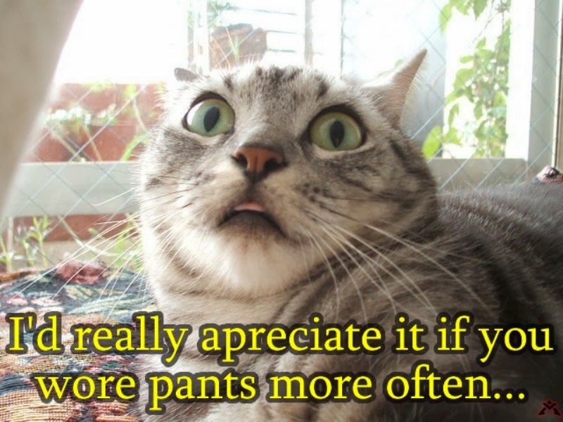 Funny Cats With Words Mobile Wallpapers funny-cats-with-words-mobile-wallpapers