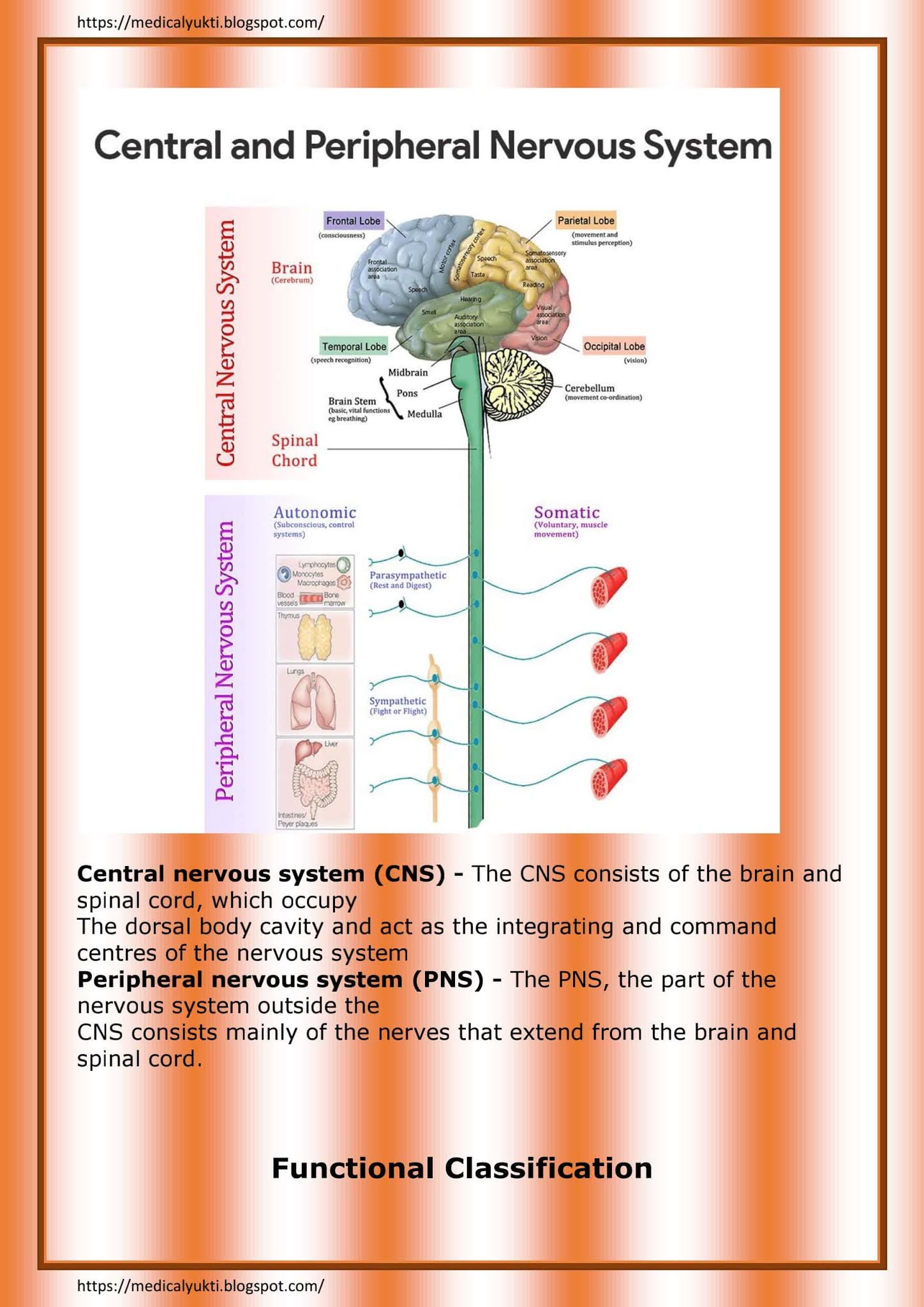 Nervous System Anatomy Physiology - Medical Yukti