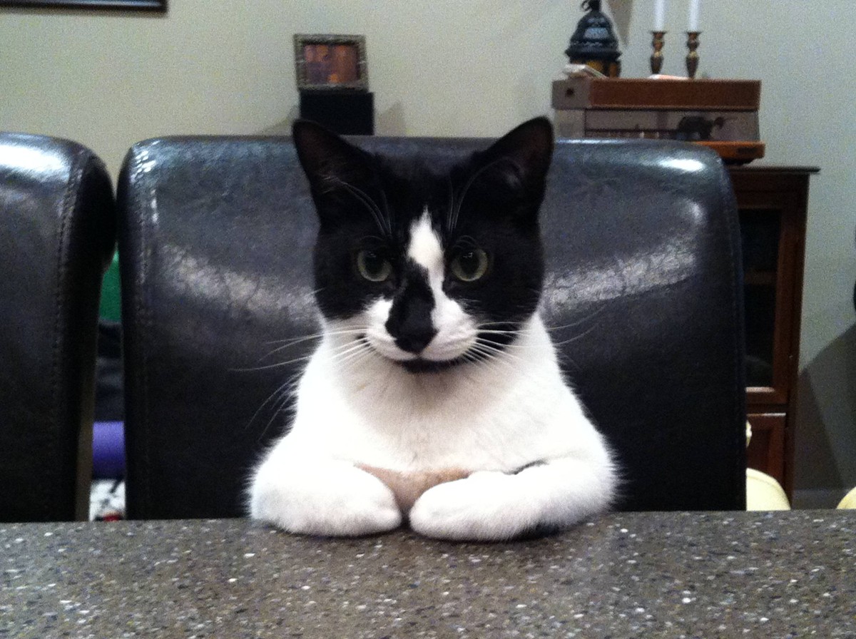 Funny cats - part 8 (60 pics) | Amazing Creatures