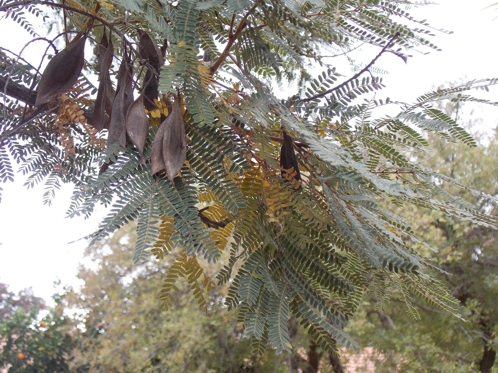 Indigenous tree of the month (4) |Renaissance in the Bushveld