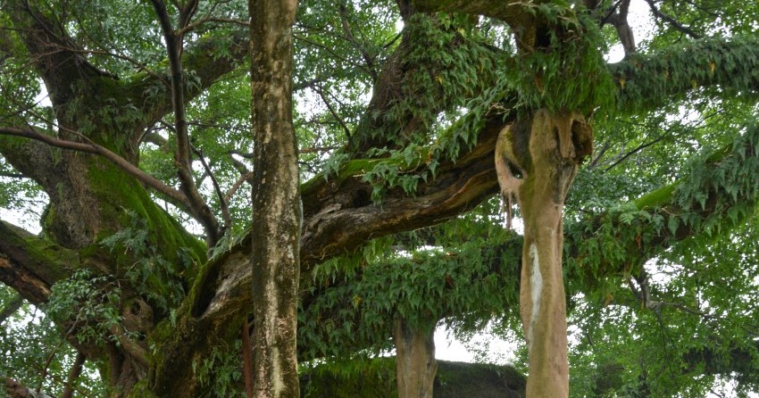 Entree Kibbles: Thousand Year Old Banyan Tree @ Guilin's Two Rivers ...