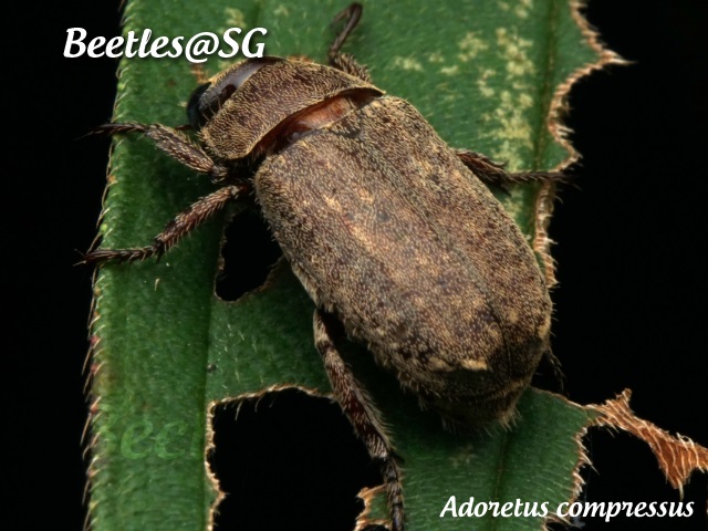 Beetles@SG BLOG: 2019