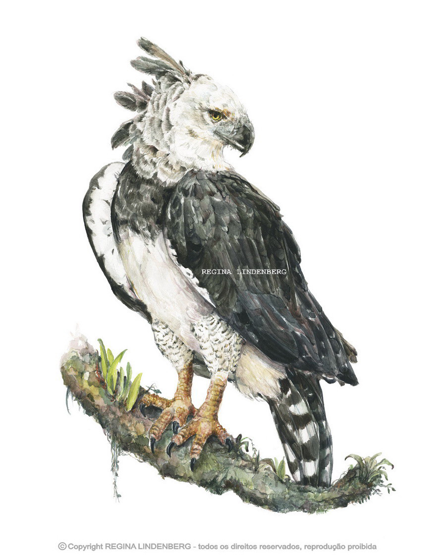 GAVIÃO REAL 0199 - REGINA LINDENBERG - AQUARELAS