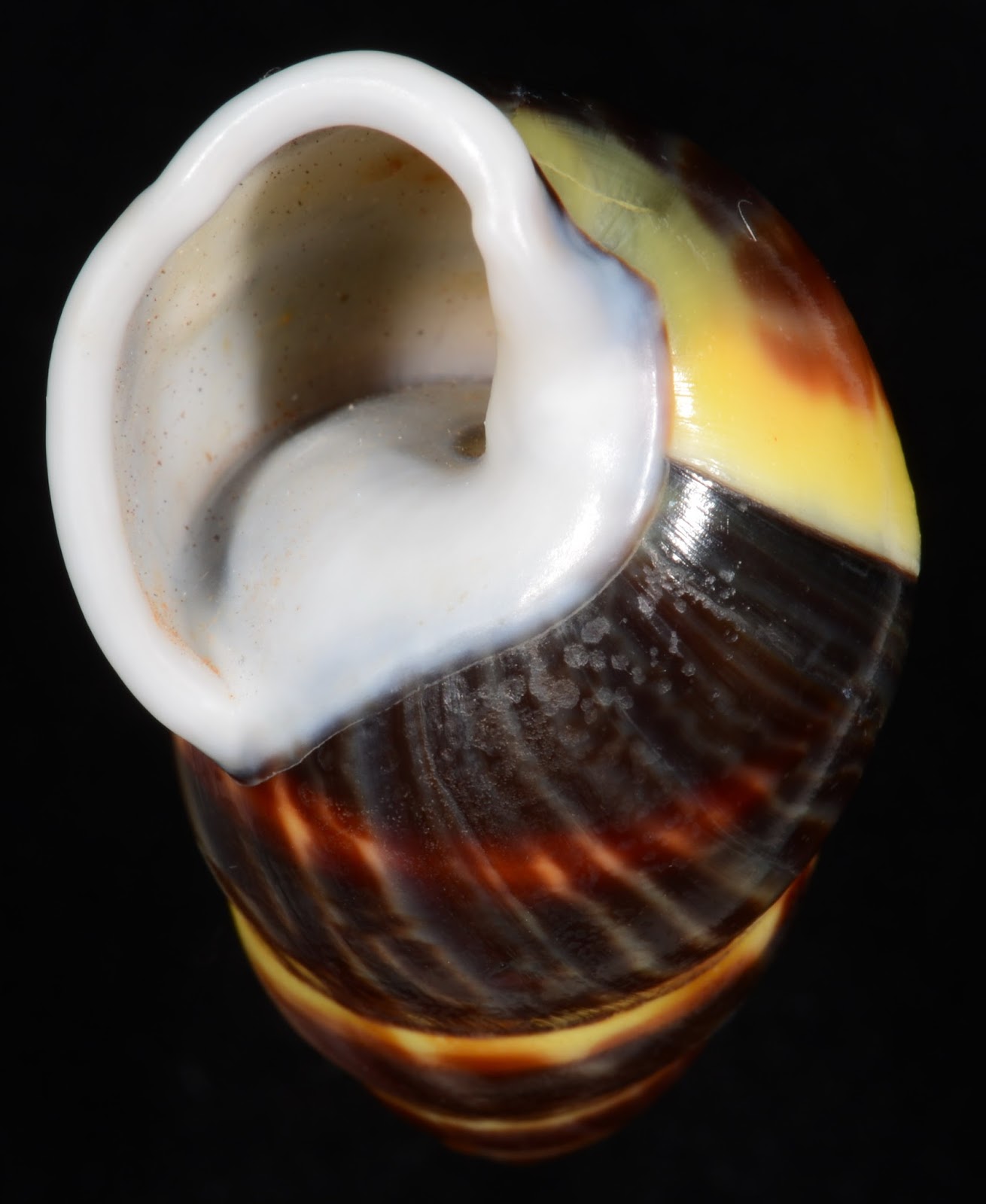 Dr. Lee's Gallery Museum: Amphidromus perversus butoti melannoma 45.19mm