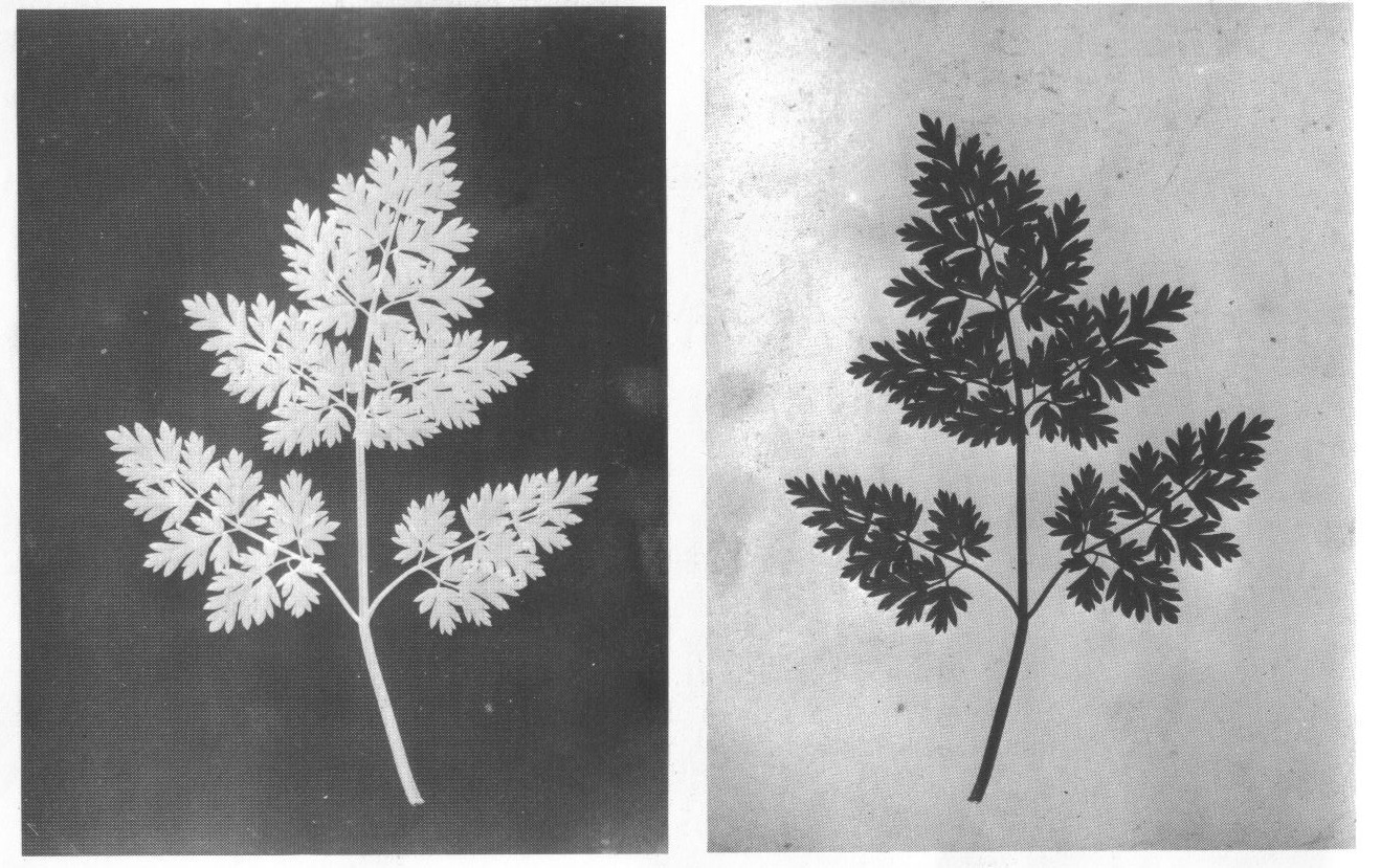 Photomi7ch: Fox Talbot a short history to his discovery