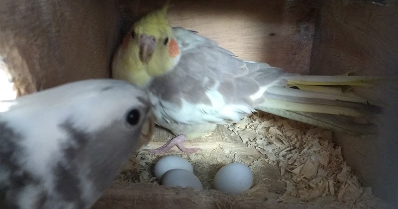 Dicas para descobrir se sua calopsita é macho ou fêmea