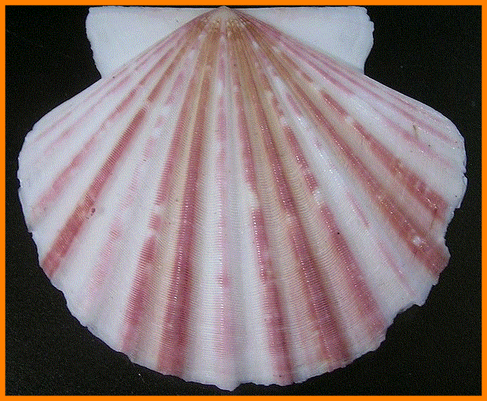 SUARA DARI HATI: LANGSIR SCALLOP VERSI 1 (swags curtain)