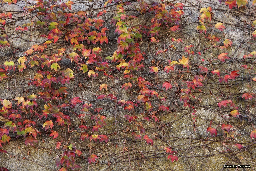 Flora Bonaerense: Falsa vid (Parthenocissus tricuspidata)