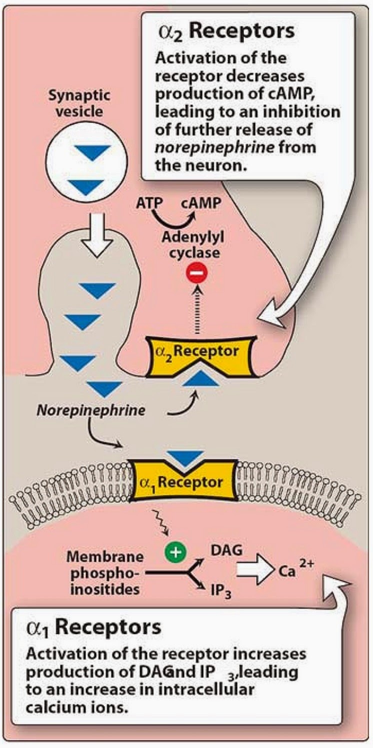 Pharmacological Blog: Adrenergic receptors (adrenoceptors)