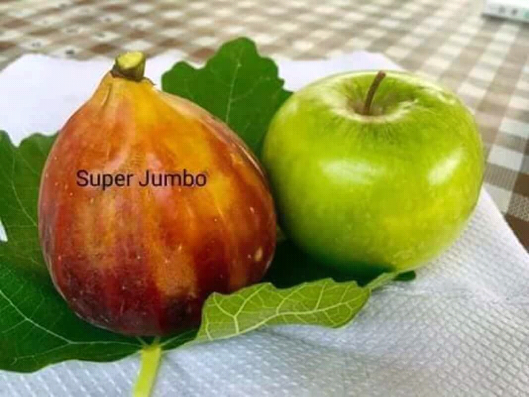 Super Jumbo Fig - Var Tin