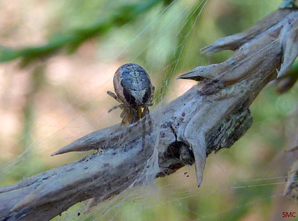 Spiders and me: Spiders in Seattle: a walk through the Washington Park ...