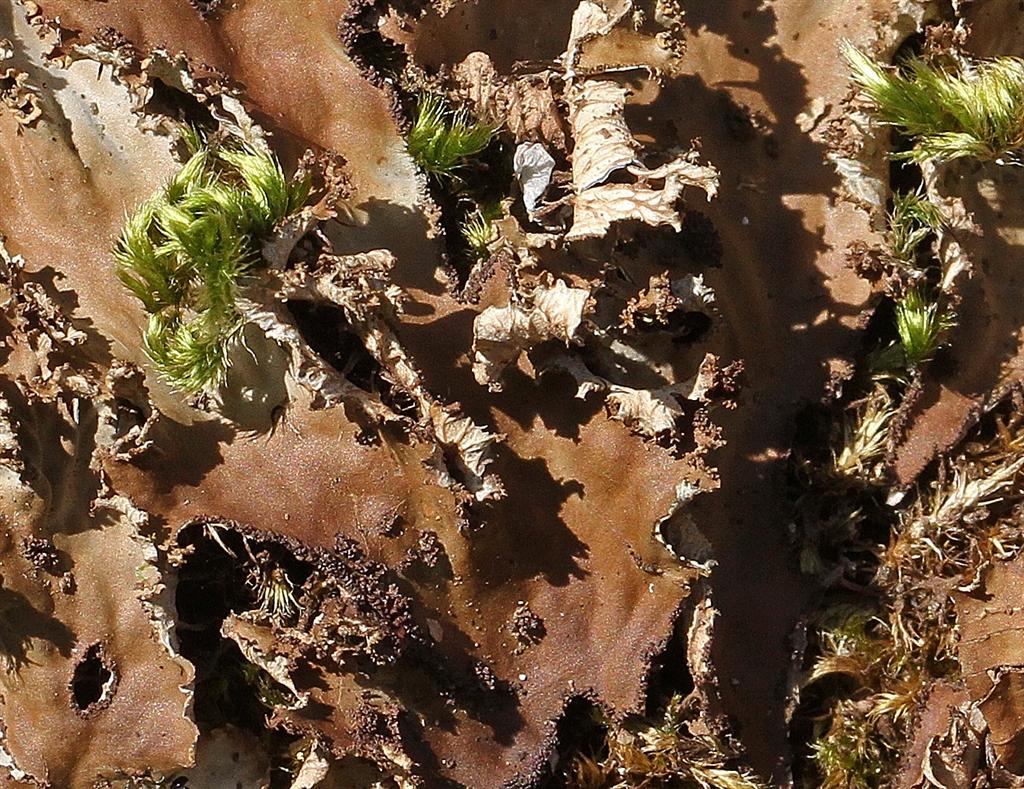 Michael Foley: Natural History ©: A rare lichen in Cumbria: Peltigera ...