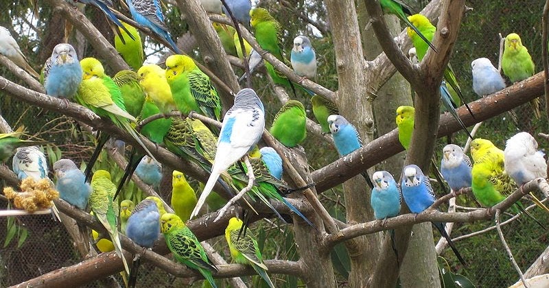 Eerie Bird Superstitions