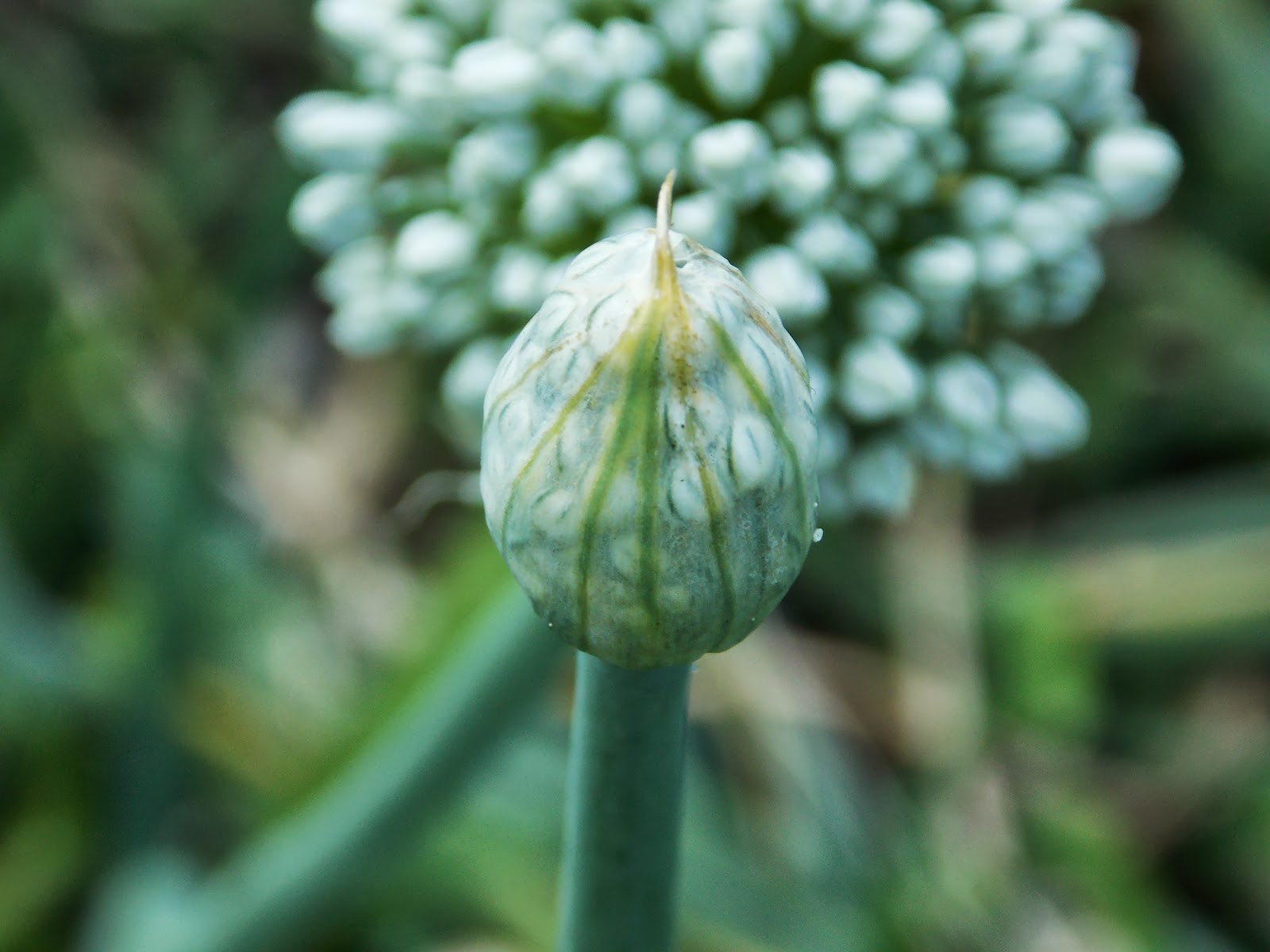 unbrivido: Fiore della cipolla ...