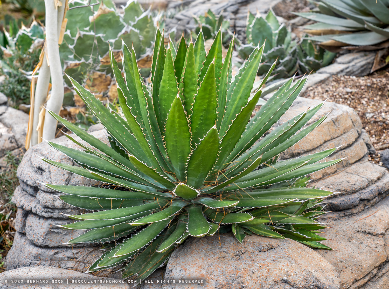 Agave Garden at the Arizona-Sonora Desert Museum