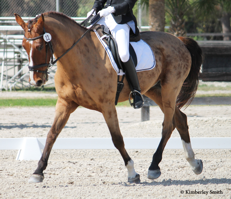 Life in Melbourne, Australia: Dapples