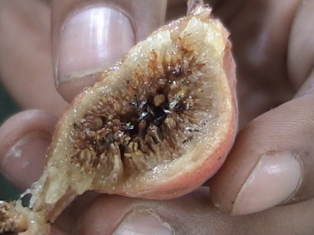 The Amazing Fig Wasp Makes You Ponder Life