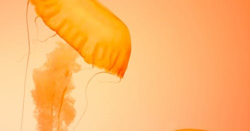 World's Largest Jello Pool- Can you swim in Jello?