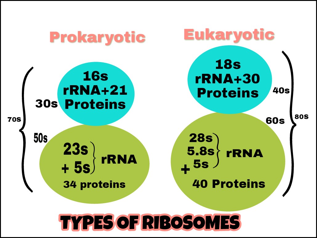 Learning Biotechnology: TYPES OF RIBOSOMES