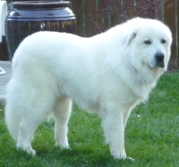 Colorado Great Pyrenees Rescue Community: Rainbow Bridge