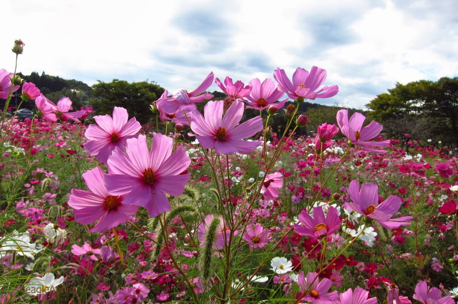 Round of the Seasons in Japan: Cosmos Field
