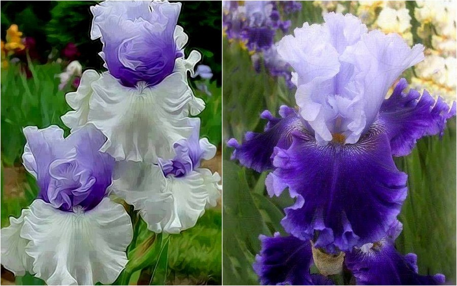 Keindahan Bunga Yang Cantik & Mempersonakan - AlamBlogr