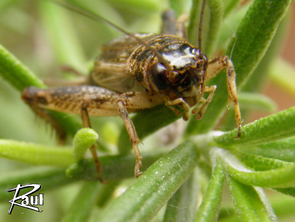 Naturaleza Viva : El Grillo gríllidos (Gryllidae)