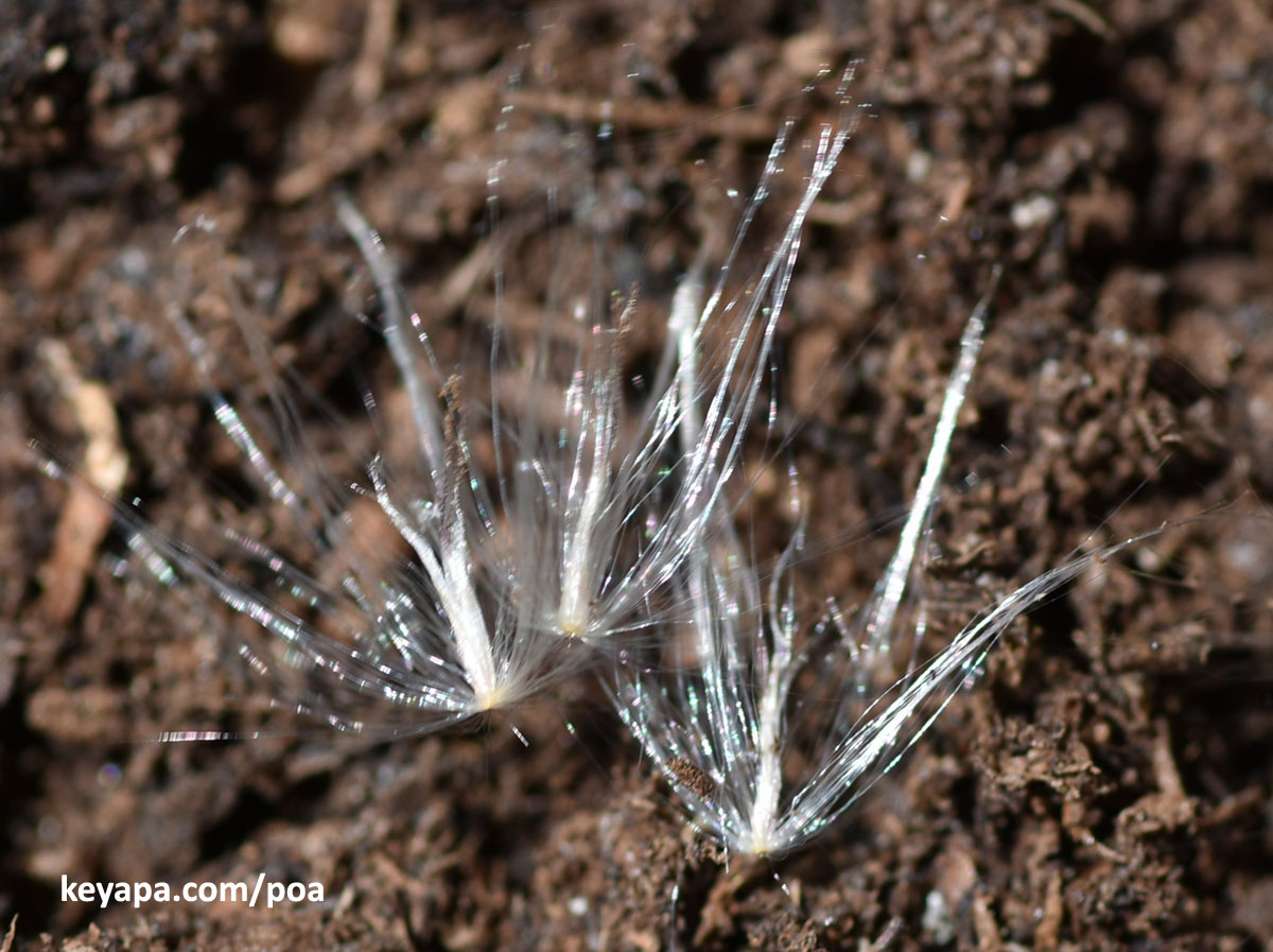Sejarah Poaceae: The fluffy seeds of my Imperata cylindrica 'Red Baron ...