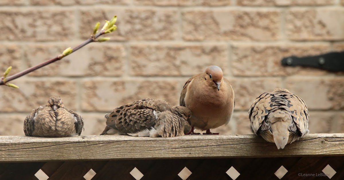 Welcome Baby Doves! | Nature Notes Blog