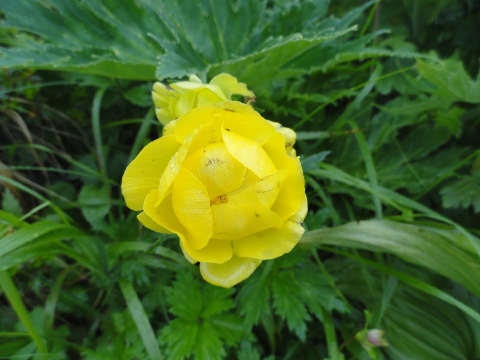 Frumusetile naturii: Bulbuci de munte (Trollius europaeus)
