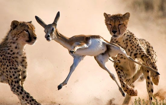 Origen de las expresiones: Origen de la expresión "A la chita callando"