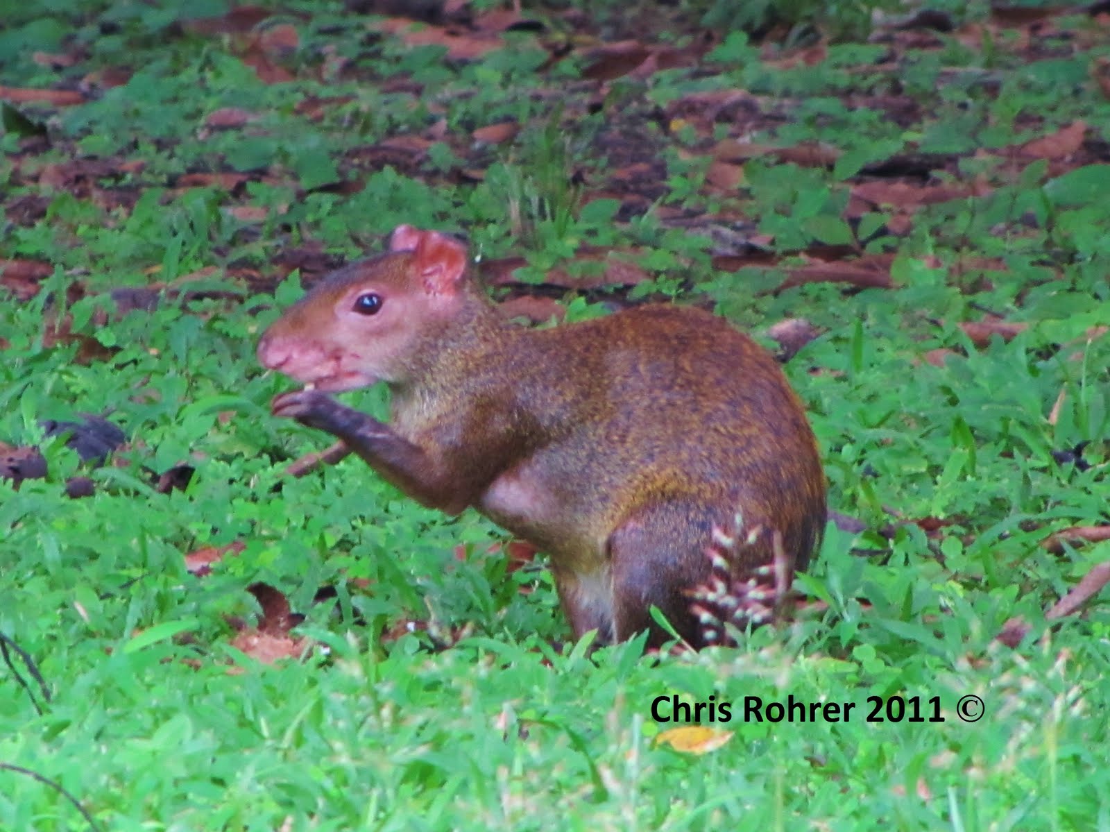 Birding Is Fun!: Gamboa and Pipeline Road