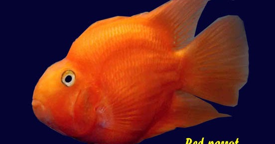 Ikan Hias Red Parrot / Blood Parrot